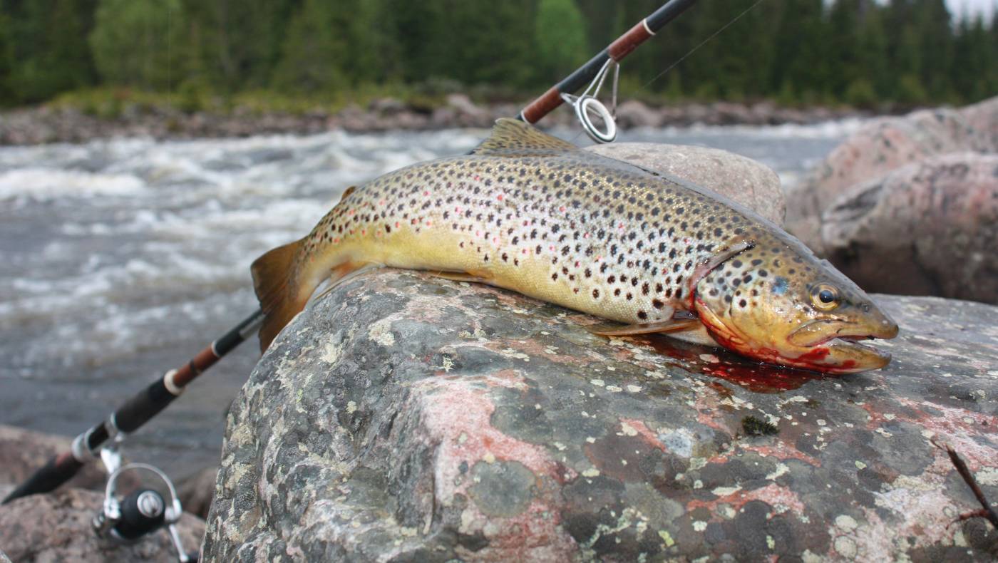 Fiskeutvalget inviterer til temakveld - Vang Jakt- og Fiskeforening